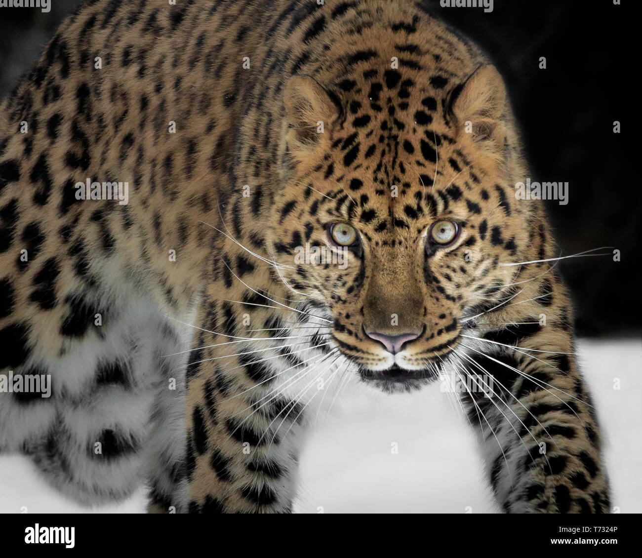Siberian leopard -Fotos und -Bildmaterial in hoher Auflösung – Alamy