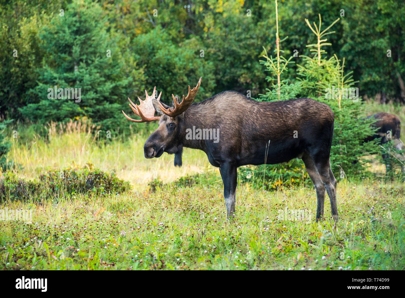Elch saison -Fotos und -Bildmaterial in hoher Auflösung – Alamy