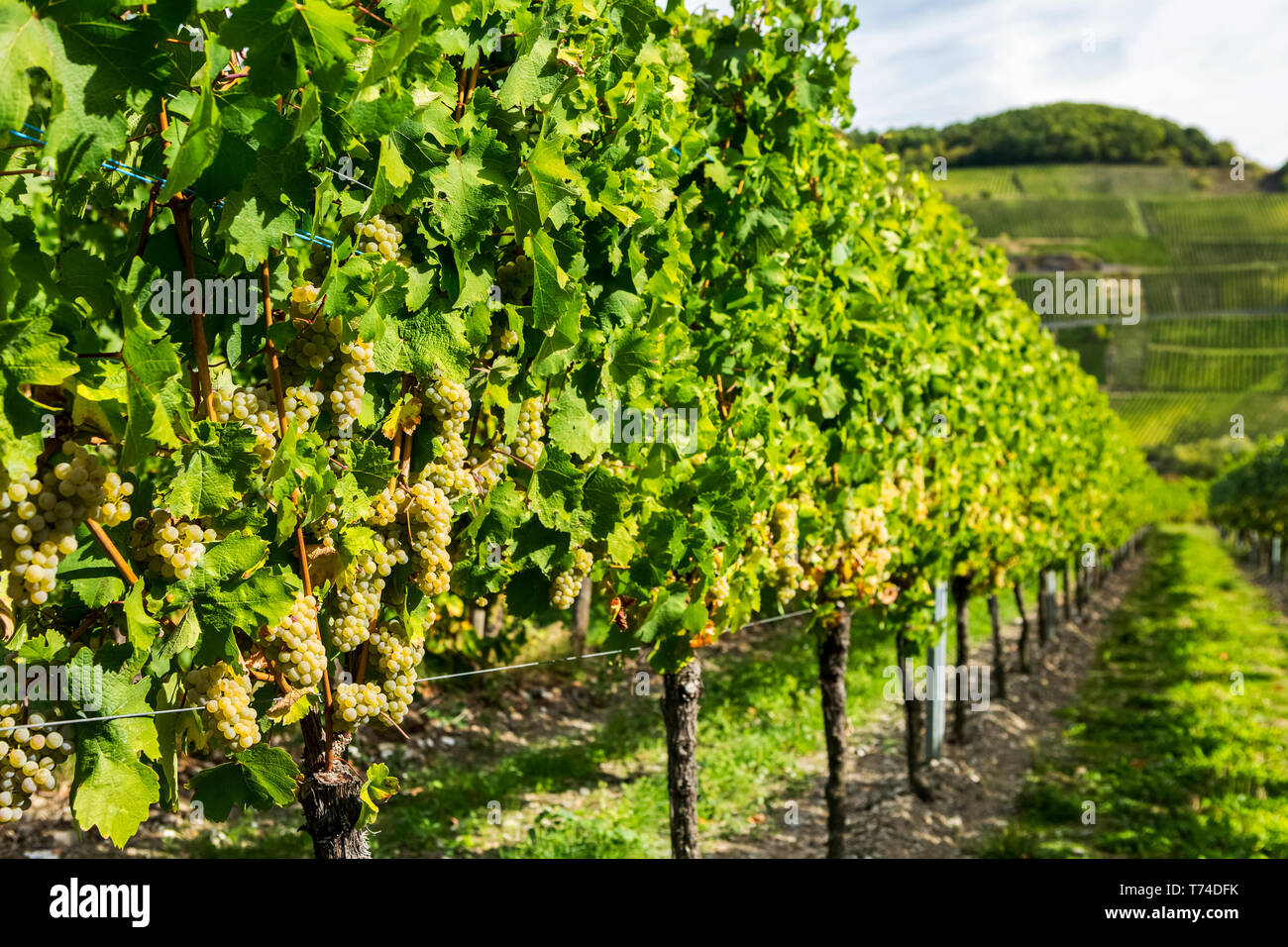 Close-up von Clustern aus weißen Trauben hängen von der Rebe in einer ...