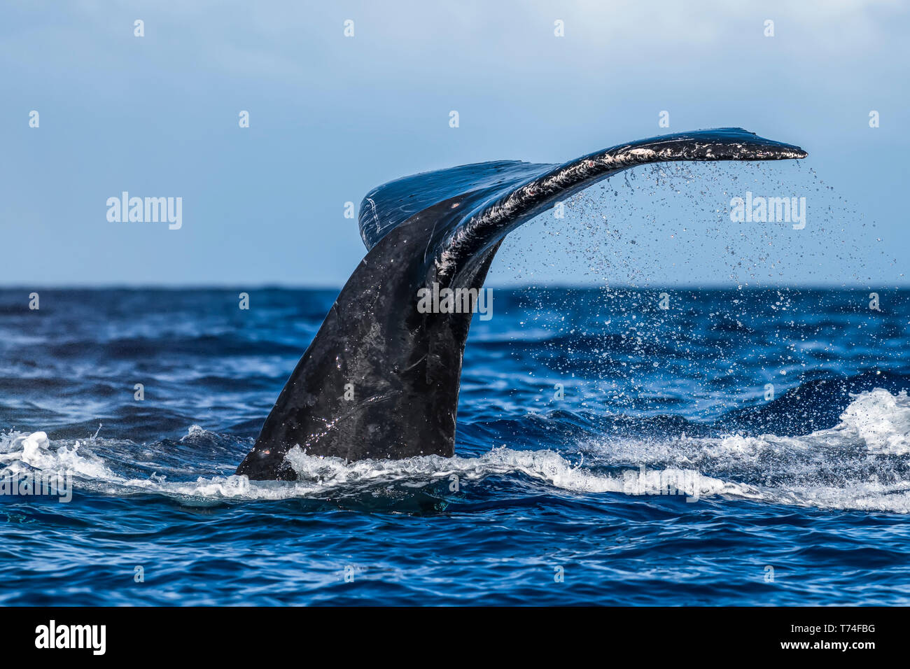 Buckelwal plantschen mit seinem fluke -Fotos und -Bildmaterial in hoher ...