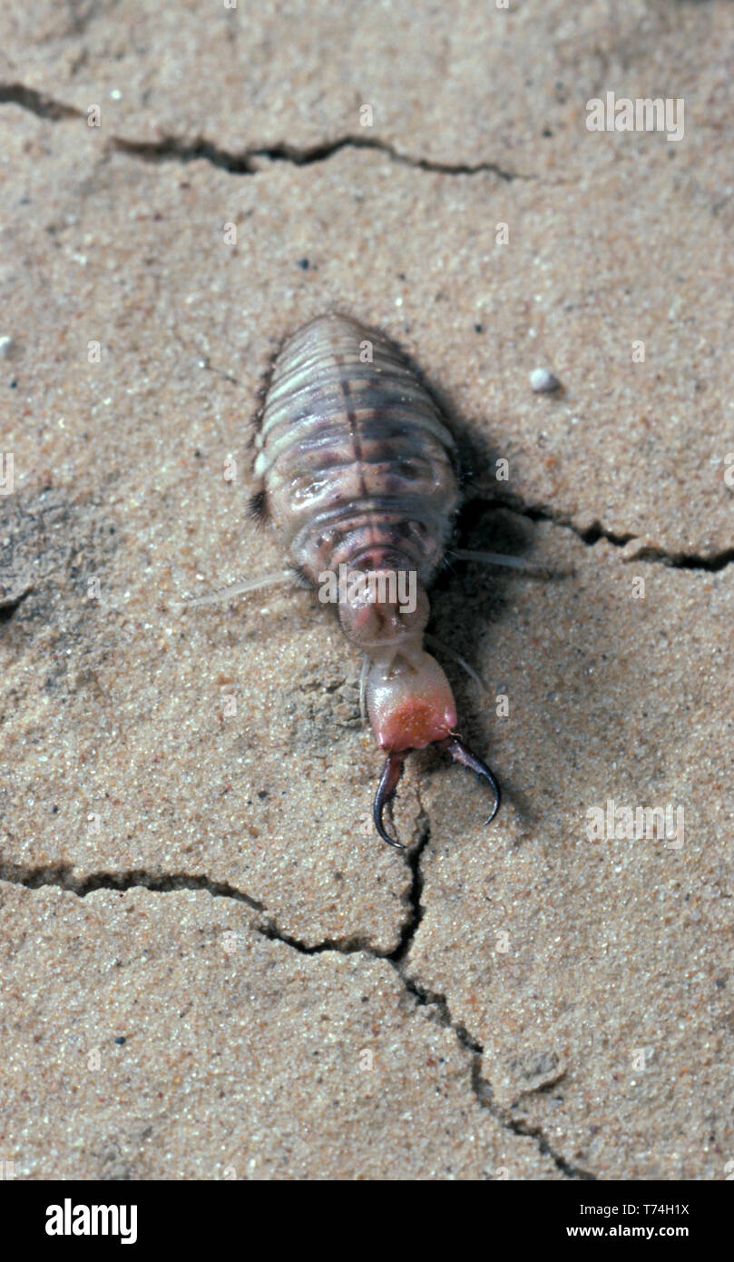 Larven von insekten -Fotos und -Bildmaterial in hoher Auflösung - Seite ...