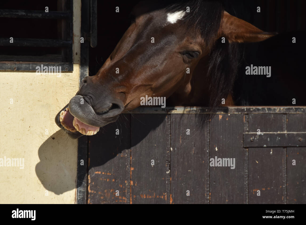 Komisch toothy -Fotos und -Bildmaterial in hoher Auflösung – Alamy