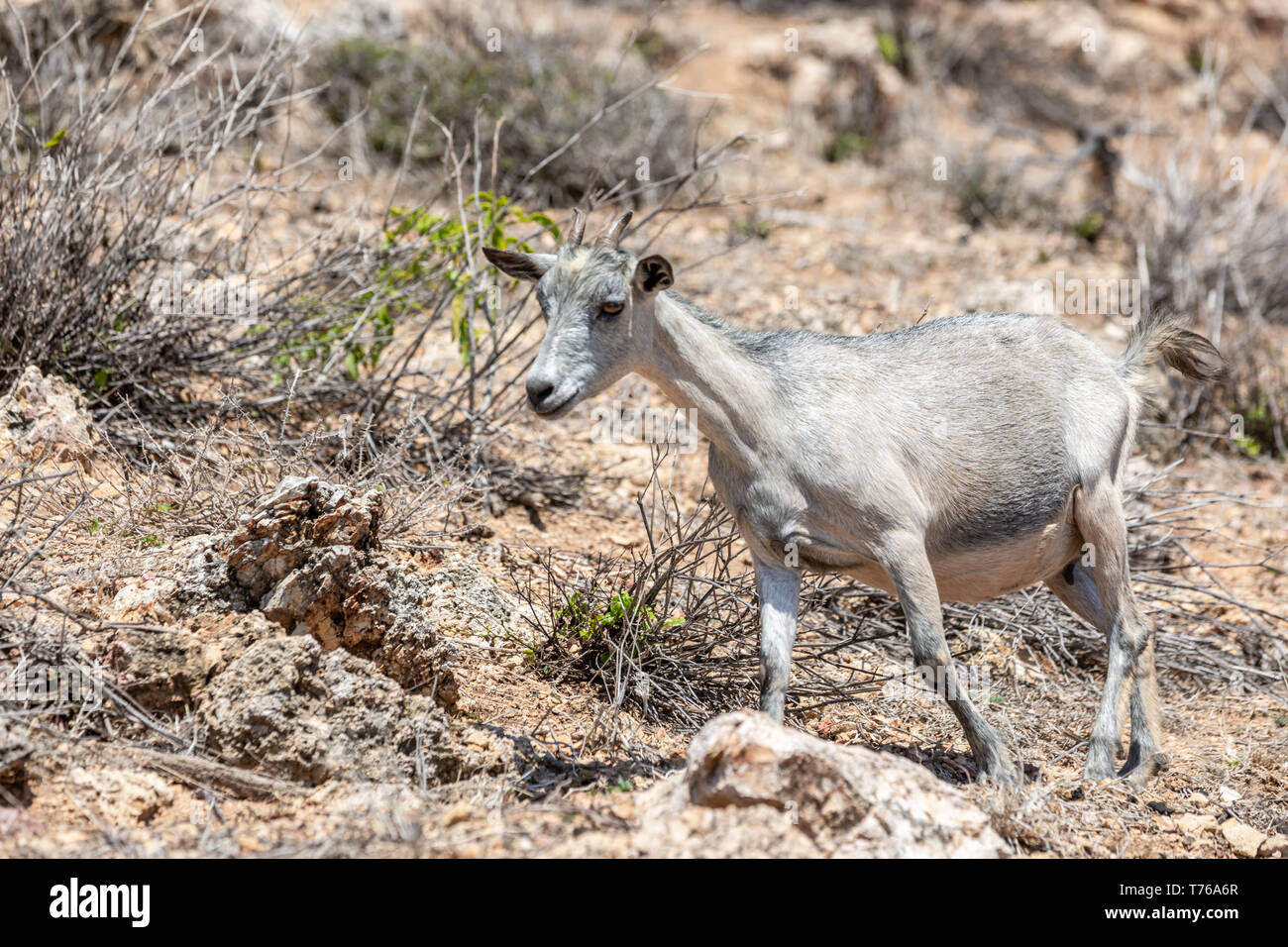 Vier wilde ziegen -Fotos und -Bildmaterial in hoher Auflösung – Alamy