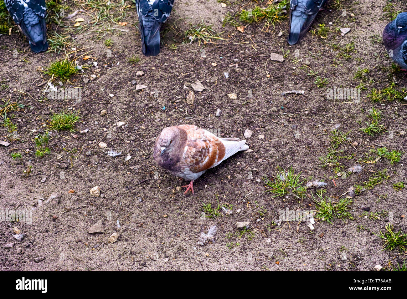 Sitzende taube -Fotos und -Bildmaterial in hoher Auflösung – Alamy
