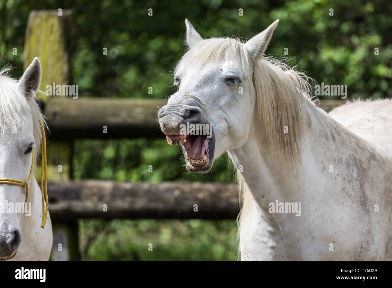 Pferde mund -Fotos und -Bildmaterial in hoher Auflösung – Alamy
