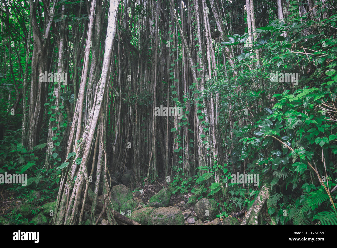 Lianen regenwald -Fotos und -Bildmaterial in hoher Auflösung - Seite 3 ...