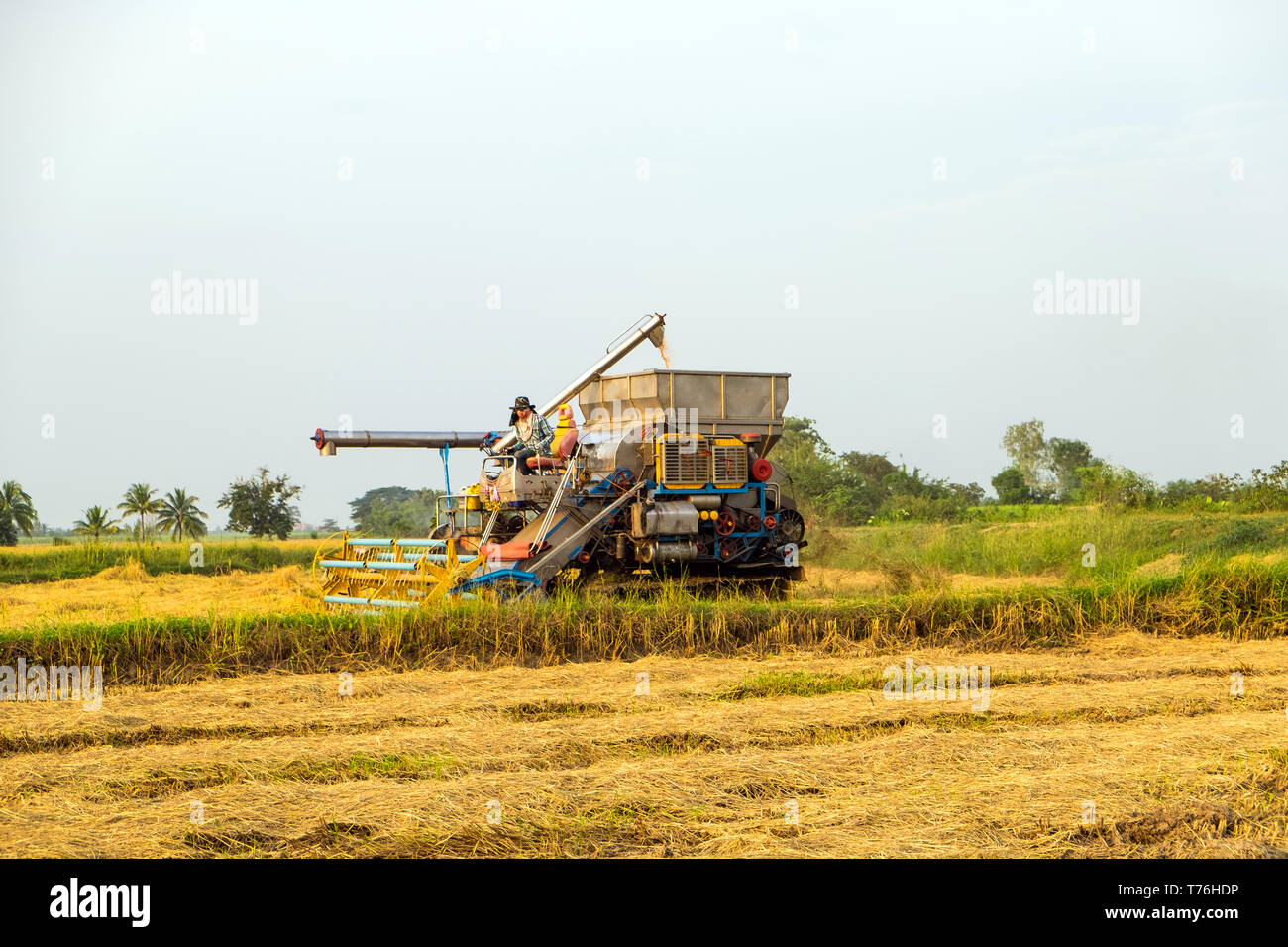 Reis erntemaschinen -Fotos und -Bildmaterial in hoher Auflösung – Alamy