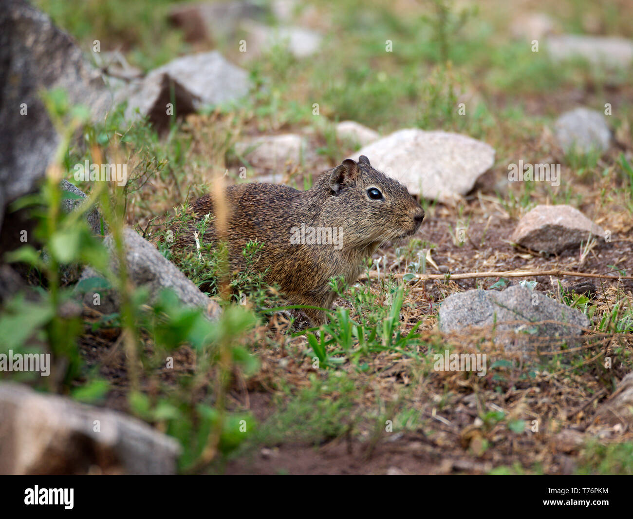 Microcavia australis -Fotos und -Bildmaterial in hoher Auflösung – Alamy
