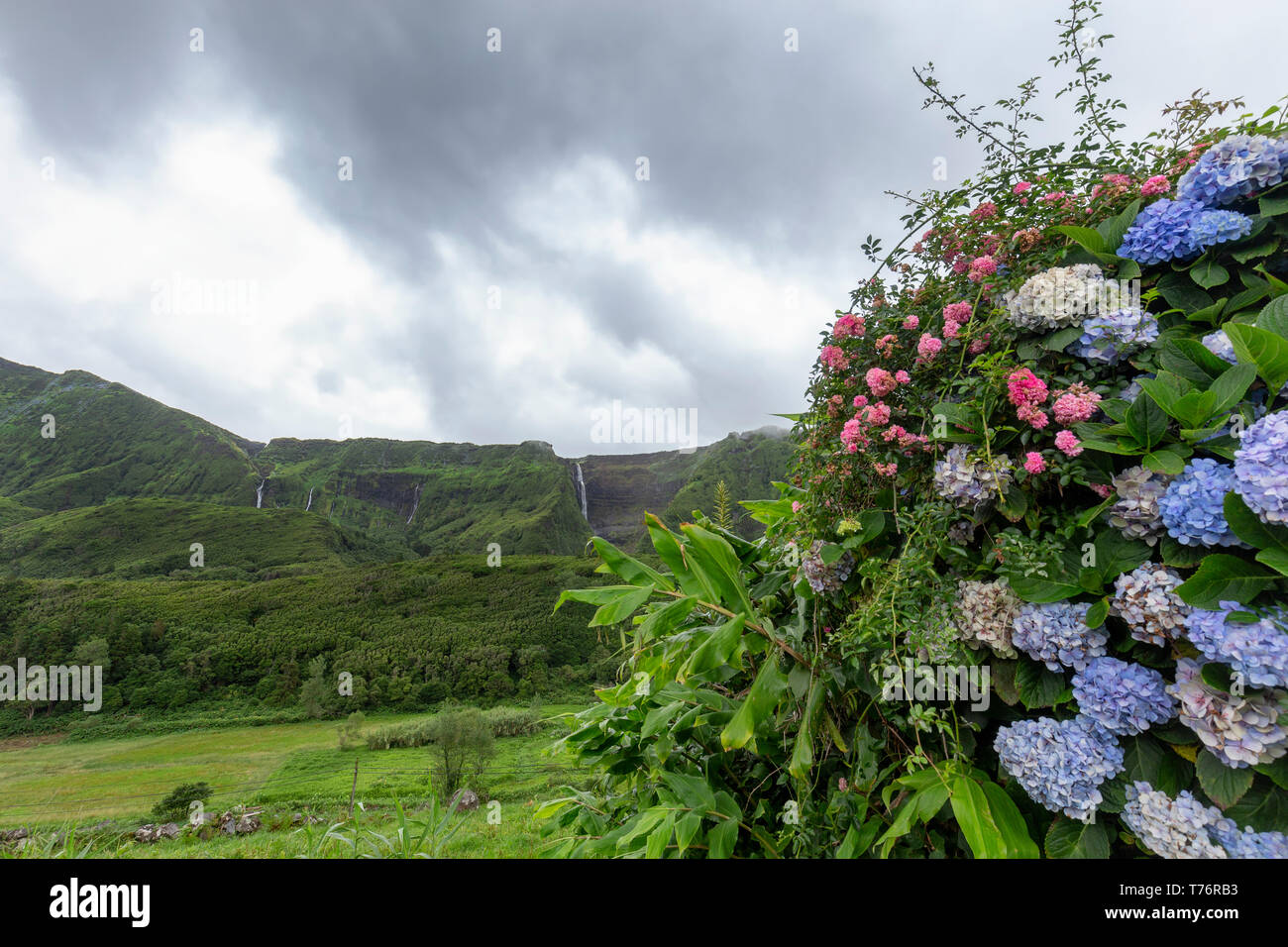 Sommer hortensie Blumen blühen mit Poco Ribeira do Ferreiro Wasserfälle ...