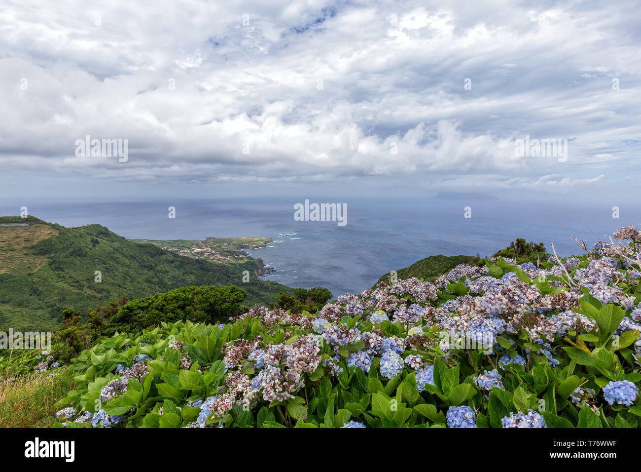 Flores azores flowers -Fotos und -Bildmaterial in hoher Auflösung – Alamy