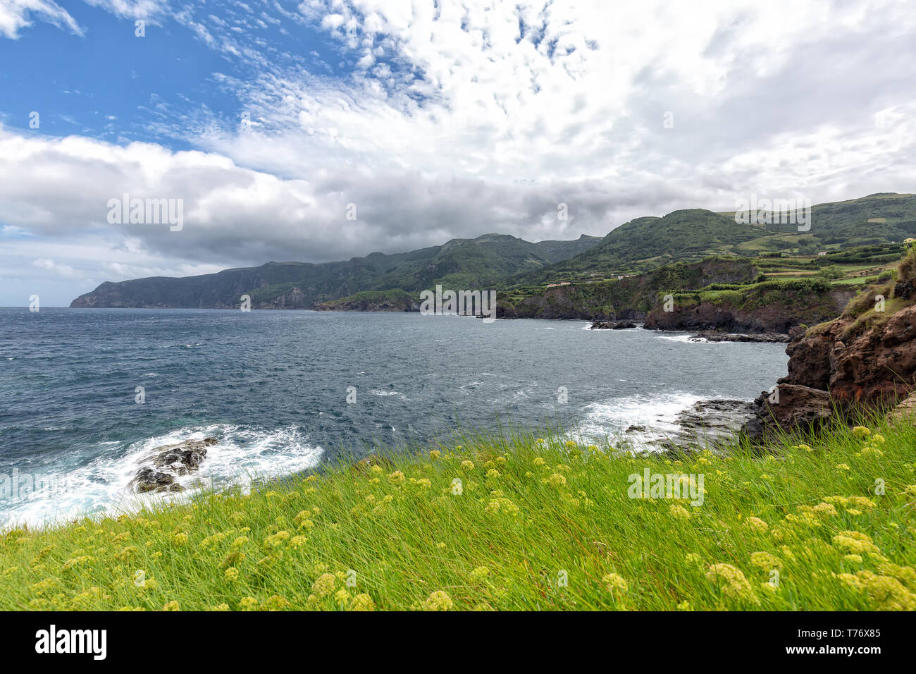 Flores azores flowers -Fotos und -Bildmaterial in hoher Auflösung – Alamy