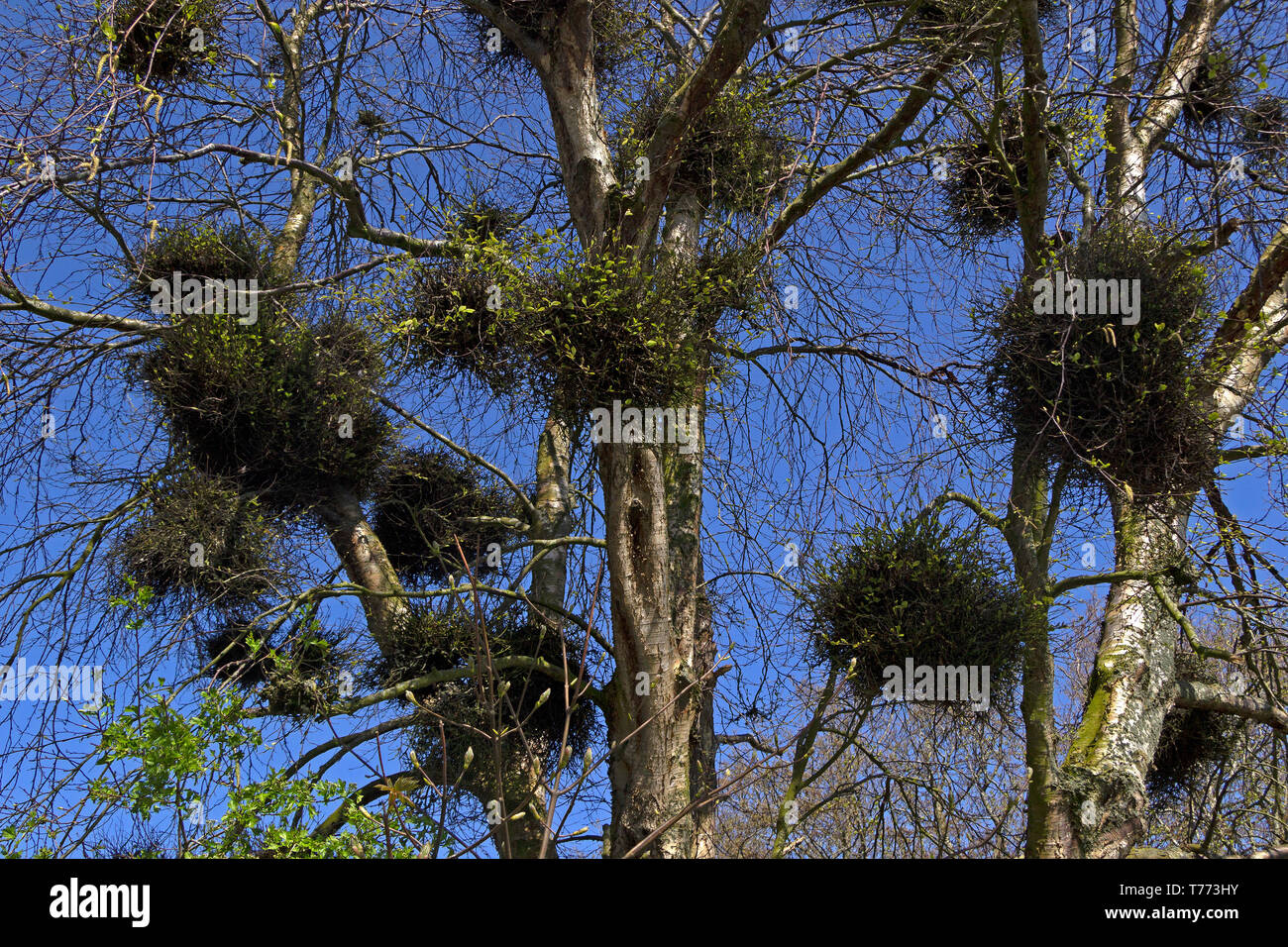 Misteln in einem Baum, Insel Spiekeroog, Ostfriesland, Niedersachsen ...