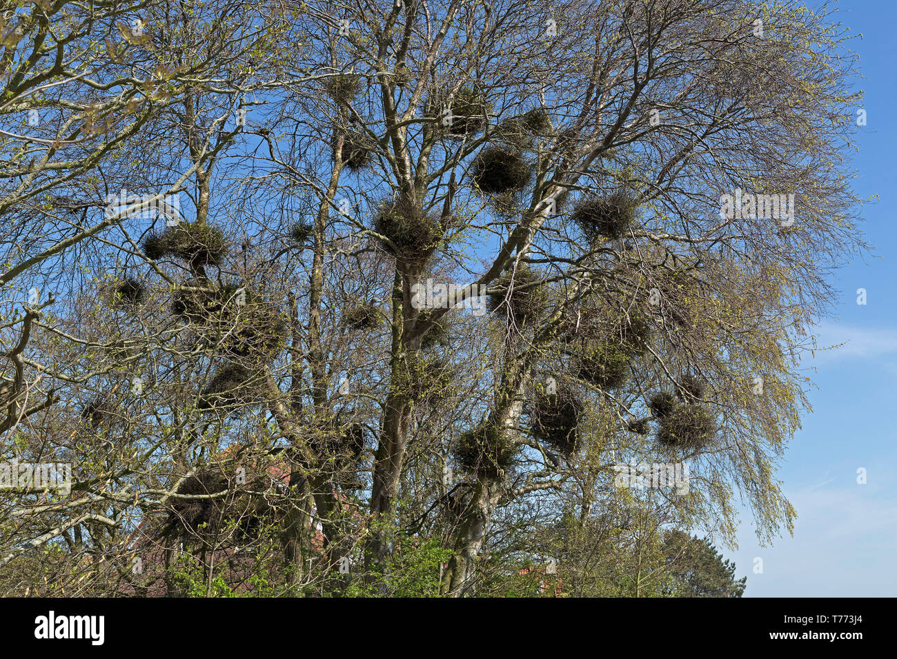Misteln in einem Baum, Insel Spiekeroog, Ostfriesland, Niedersachsen ...