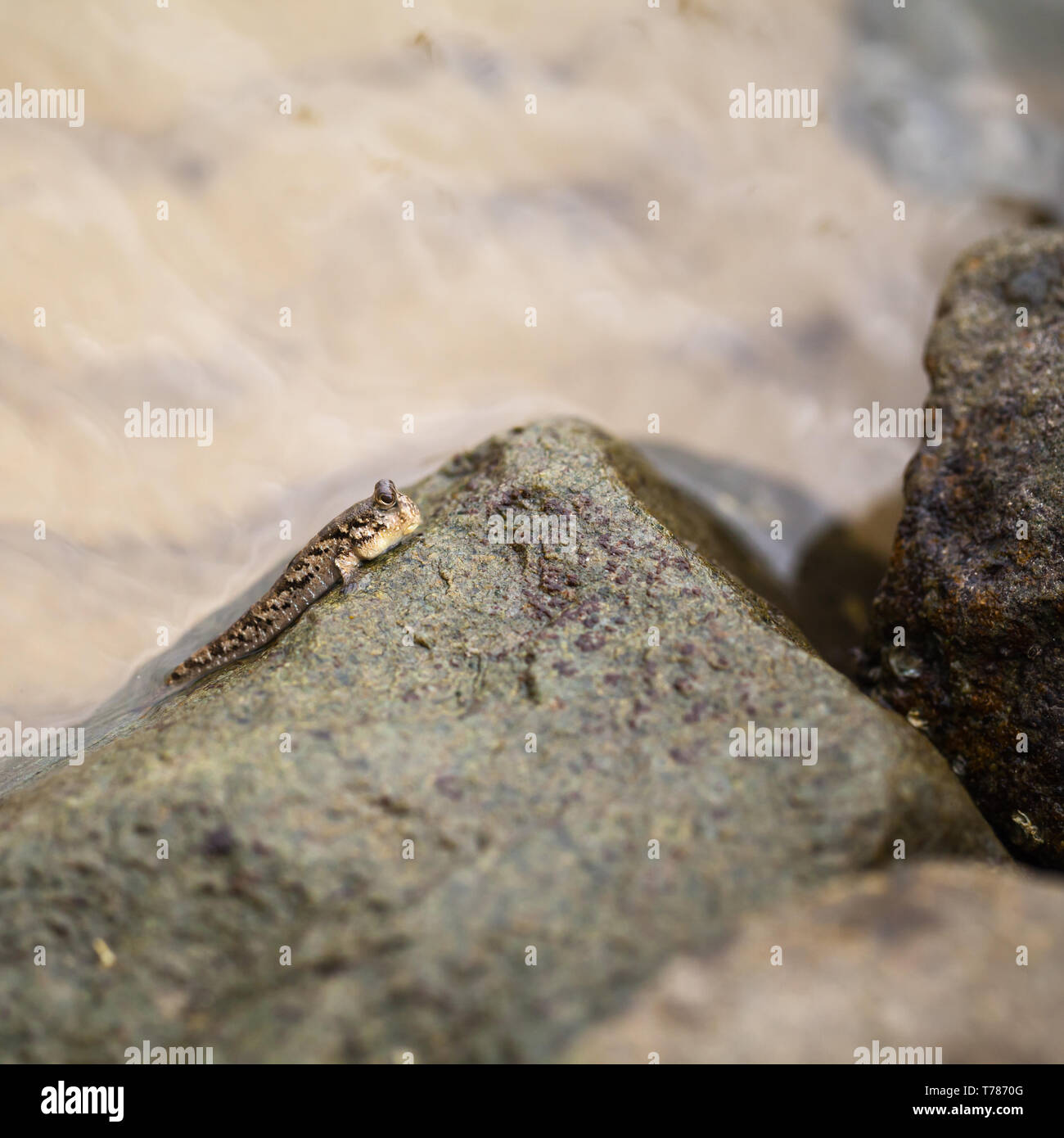 Barrer schlammspringer periophthalmus argentilineatus -Fotos und ...