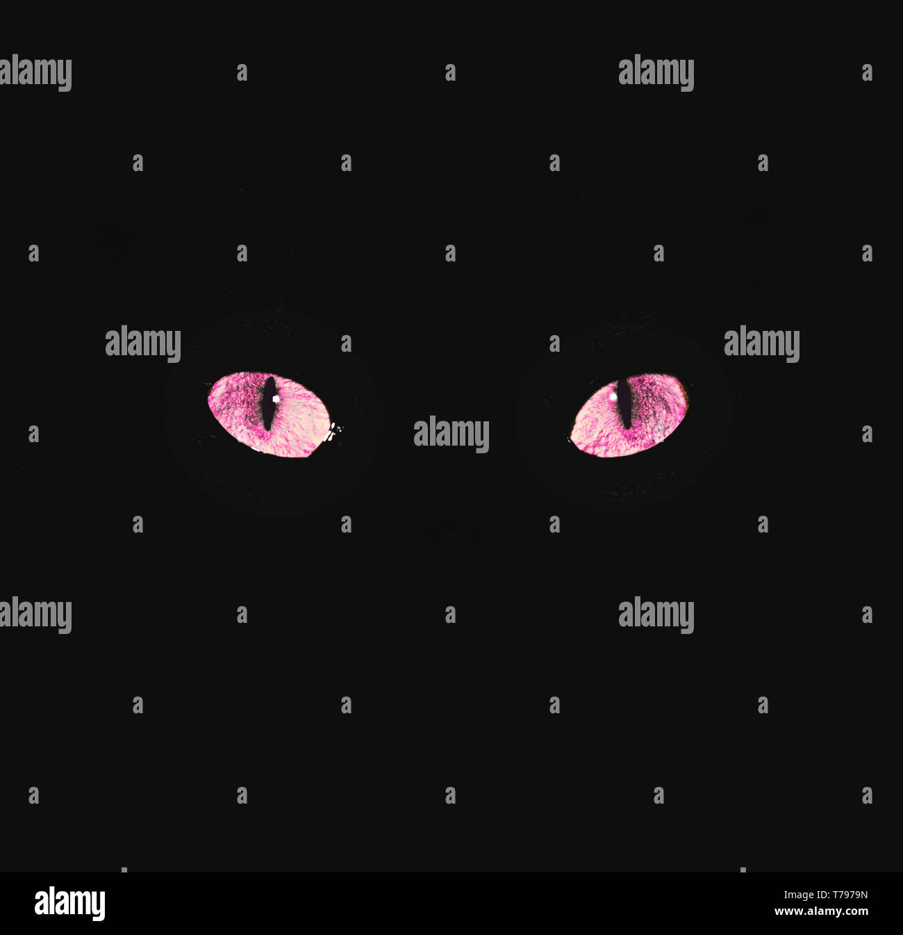 Lila augen -Fotos und -Bildmaterial in hoher Auflösung – Alamy