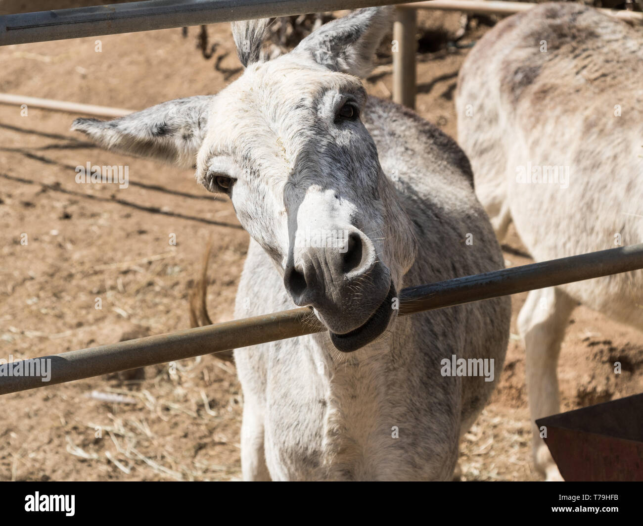 Lustiger esel -Fotos und -Bildmaterial in hoher Auflösung – Alamy