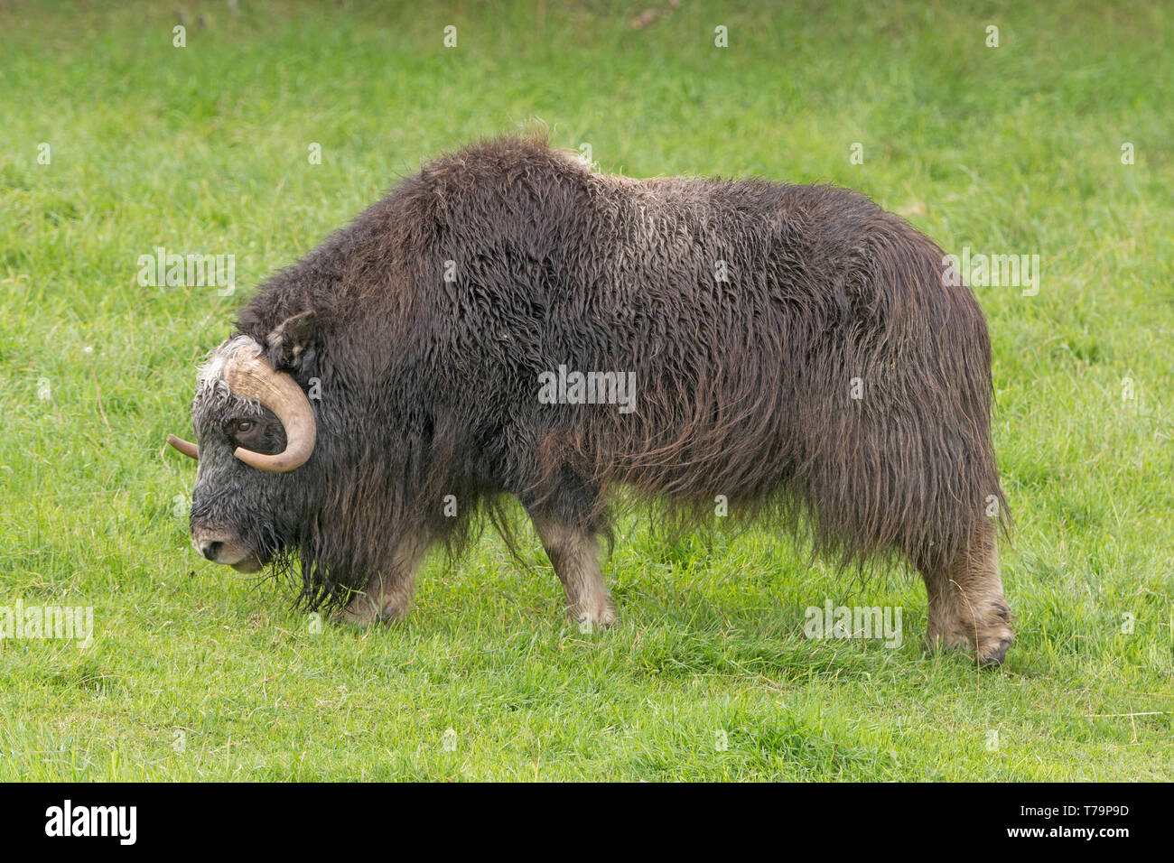 Alaska moschusochse -Fotos und -Bildmaterial in hoher Auflösung – Alamy