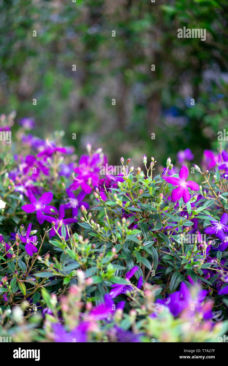 Lila violette Blume im Garten in der Morgensonne Stockfotografie - Alamy
