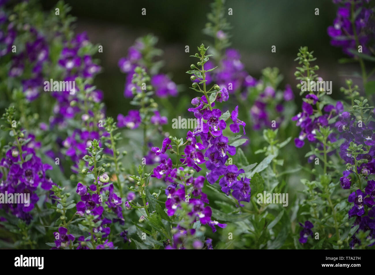 Lila violette Blume im Garten in der Morgensonne Stockfotografie - Alamy