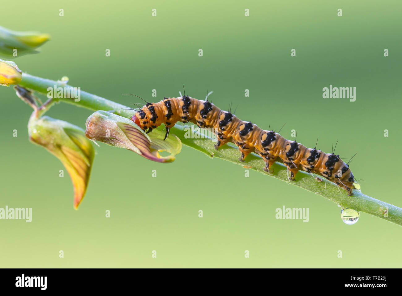 Bella moth utetheisa ornatrix -Fotos und -Bildmaterial in hoher ...