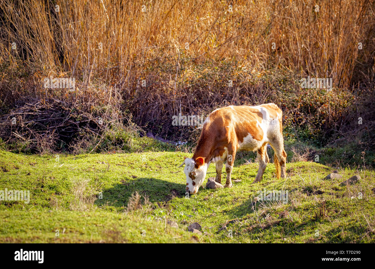 Pied roten und weißen Holstein Friesische Kuh Rinder weiden auf dem ...