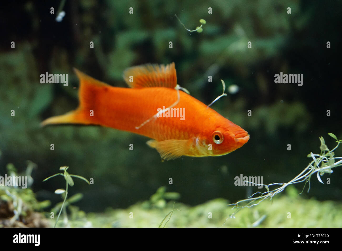 Schwarze molly poecilia sphenops -Fotos und -Bildmaterial in hoher ...