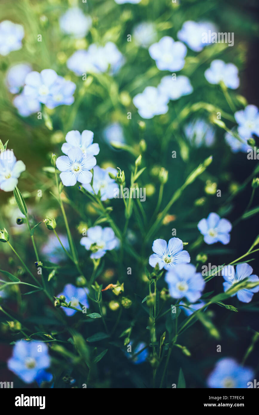 Flachs pflanzen -Fotos und -Bildmaterial in hoher Auflösung – Alamy