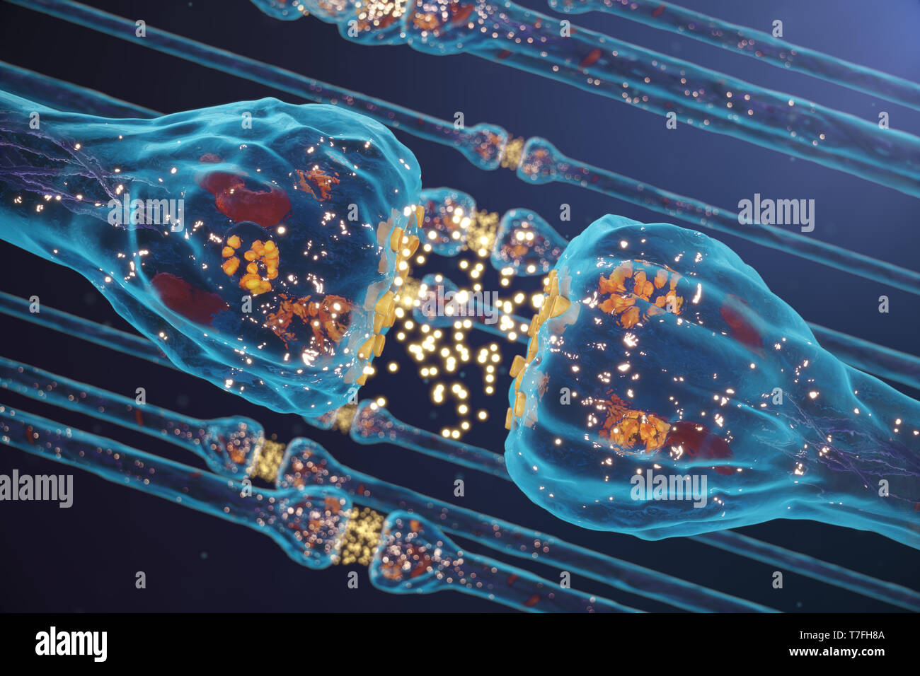 Die synaptische Übertragung, Nervensystem Rezeptoren. Konzept das ...