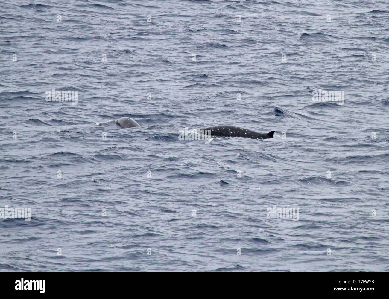 Schnabelwal spec -Fotos und -Bildmaterial in hoher Auflösung – Alamy