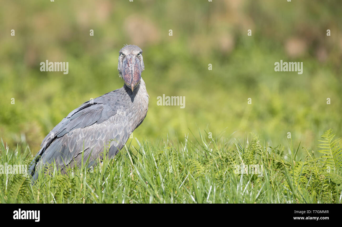 Uganda papyrus -Fotos und -Bildmaterial in hoher Auflösung – Alamy