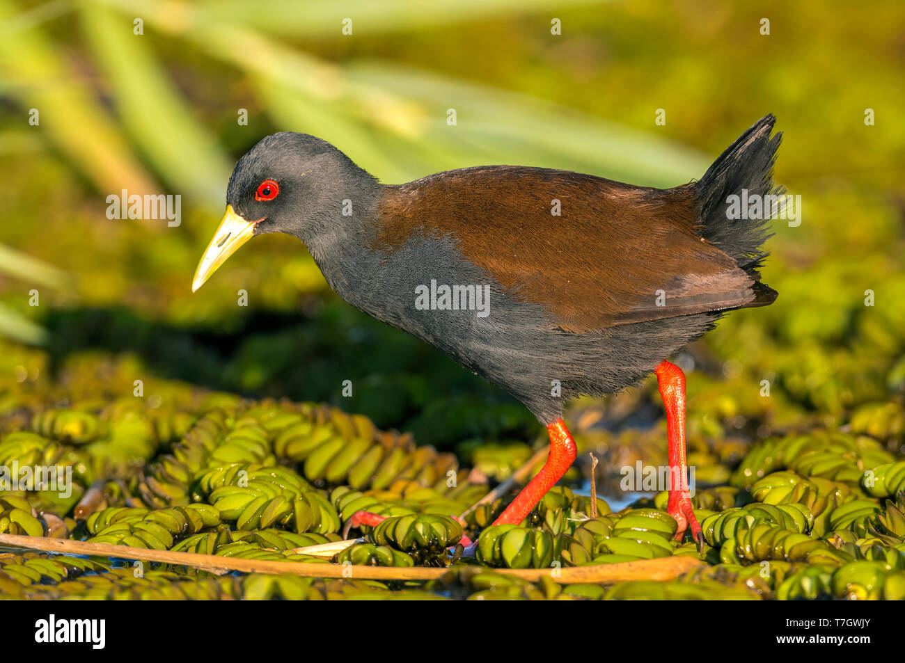 Amaurornis olivieri -Fotos und -Bildmaterial in hoher Auflösung – Alamy