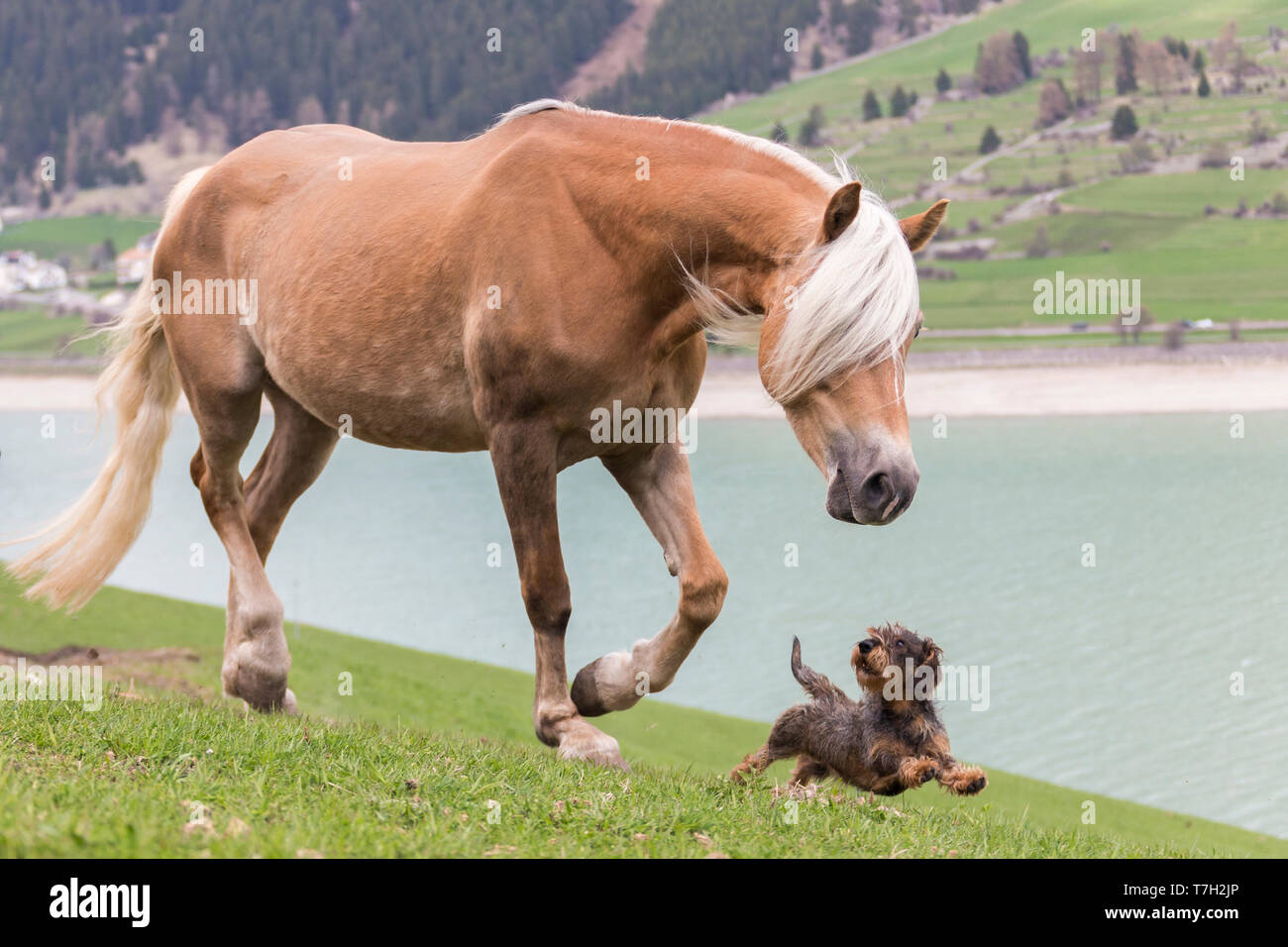 Haflinger pferd -Fotos und -Bildmaterial in hoher Auflösung – Alamy