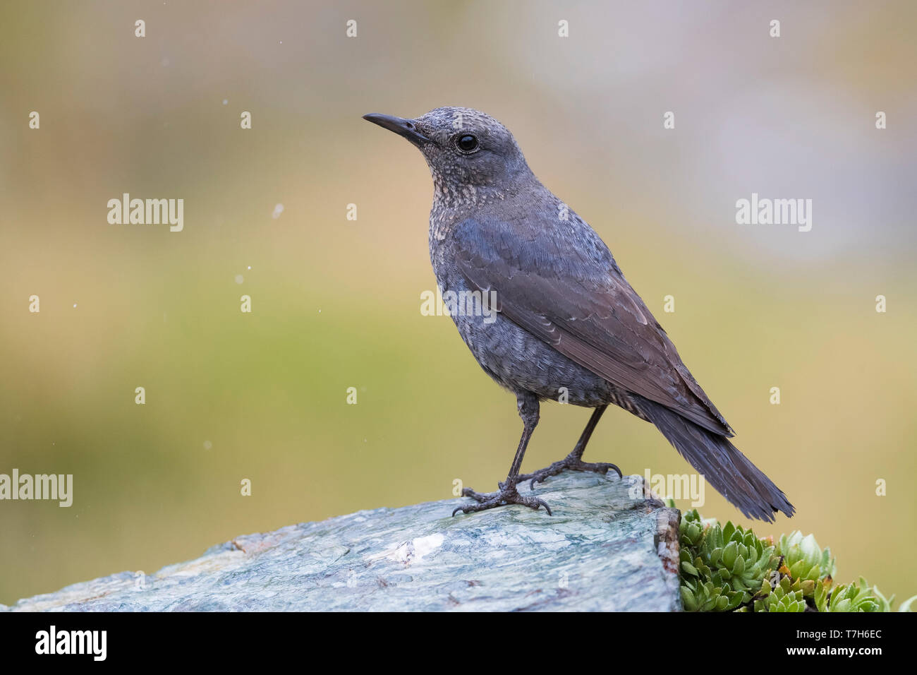 Morph solitario -Fotos und -Bildmaterial in hoher Auflösung – Alamy