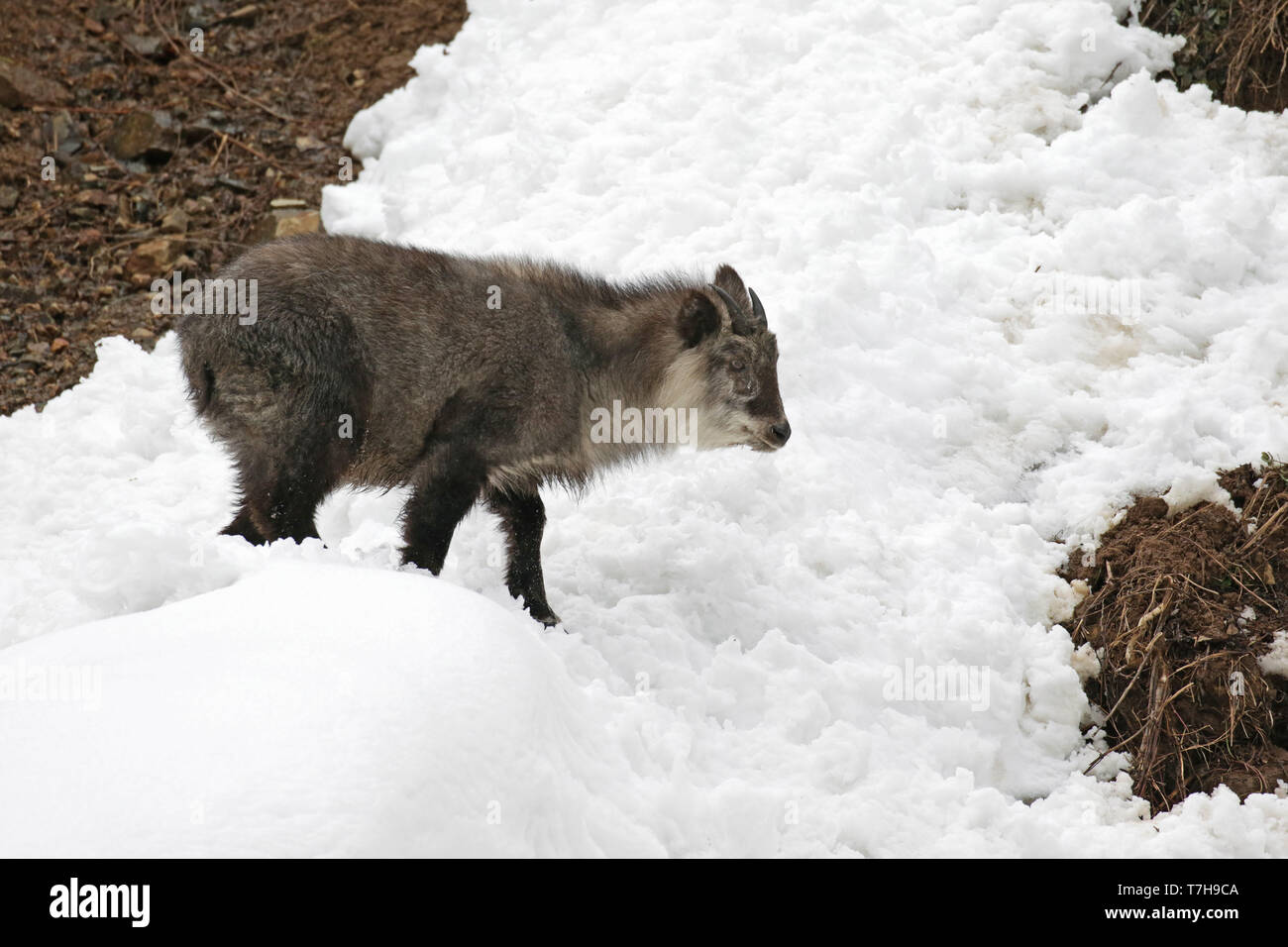 Japanische bergziege -Fotos und -Bildmaterial in hoher Auflösung – Alamy