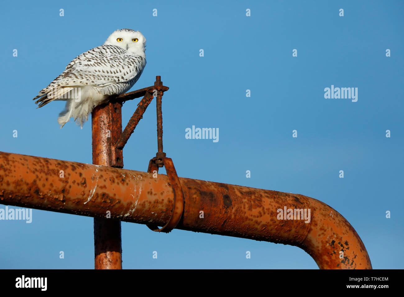 Snowy owl on arctic tundra -Fotos und -Bildmaterial in hoher Auflösung ...
