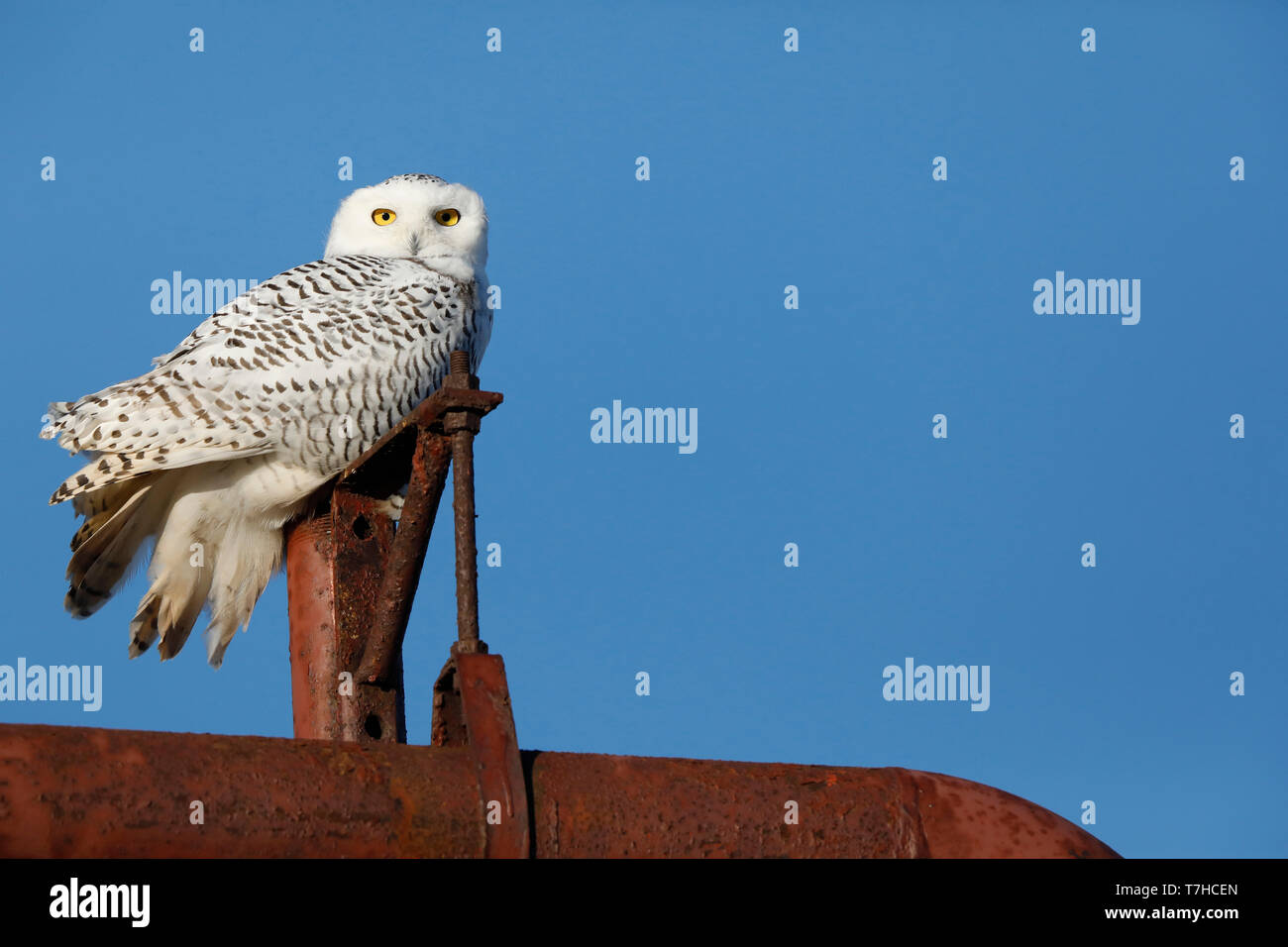 Snowy owl on arctic tundra -Fotos und -Bildmaterial in hoher Auflösung ...