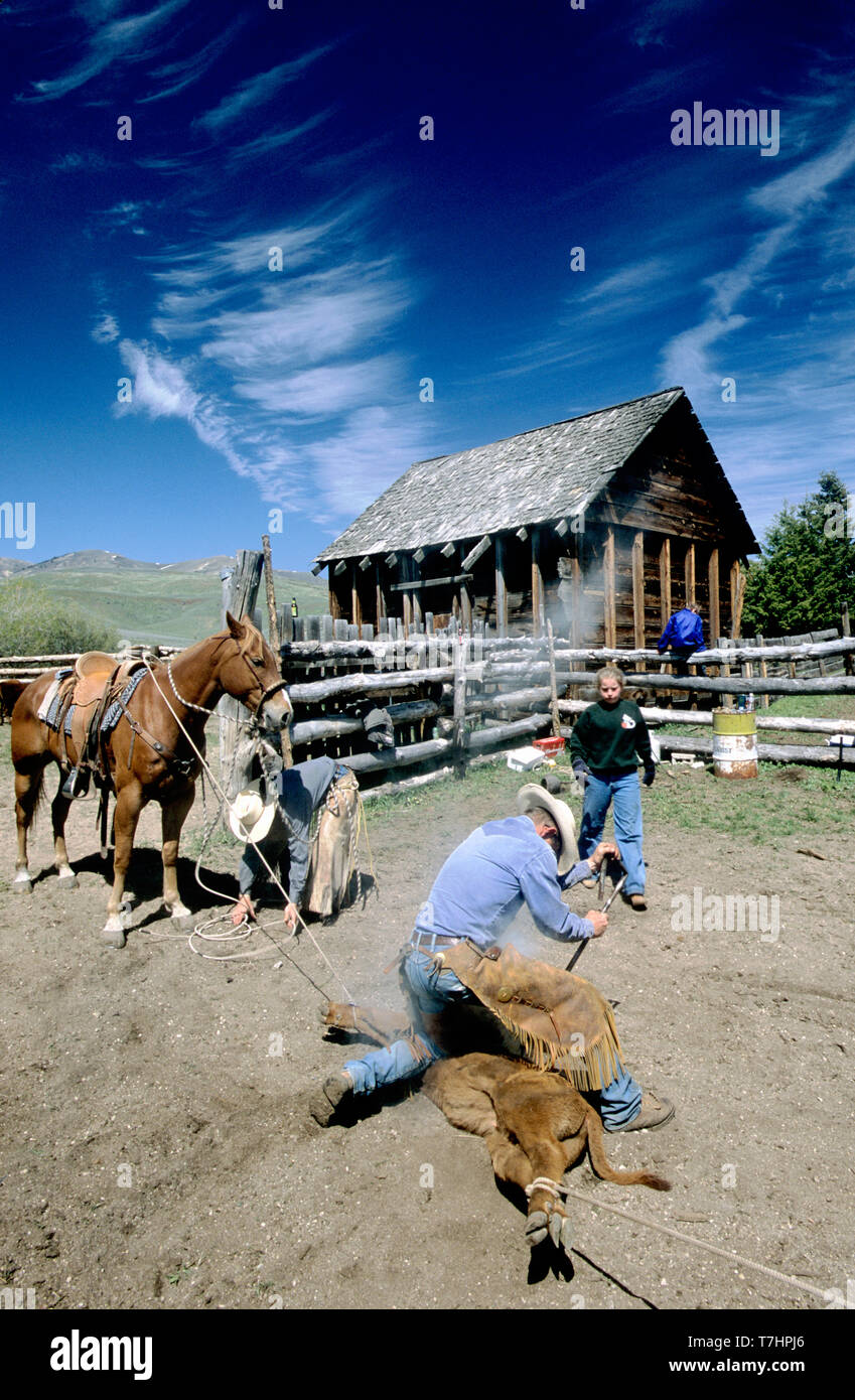 Cowboy branding cow branding iron -Fotos und -Bildmaterial in hoher ...