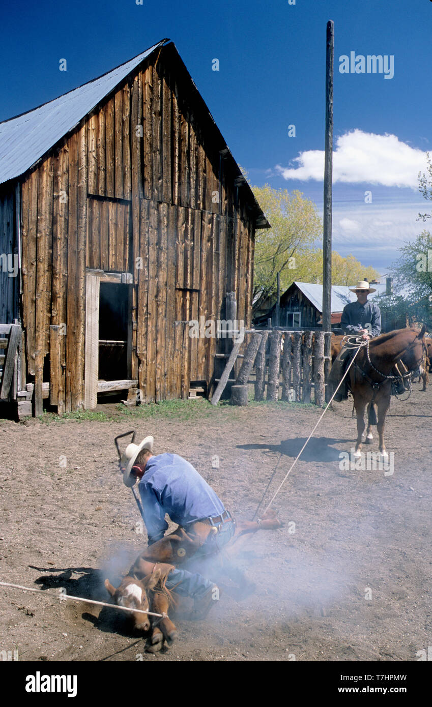 Cowboy branding cow branding iron -Fotos und -Bildmaterial in hoher ...