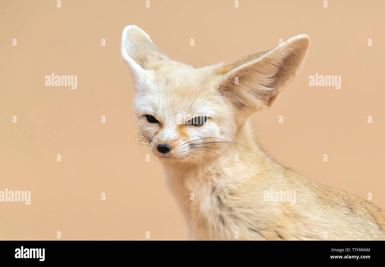 Sahara wüstenfuchs -Fotos und -Bildmaterial in hoher Auflösung - Seite ...