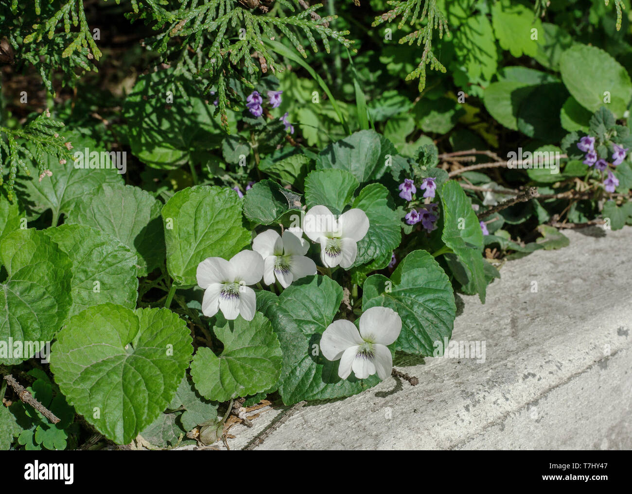 Viola odorata 'Alba', weiße Blüten im Frühling Garten wachsen. Deutsch ...