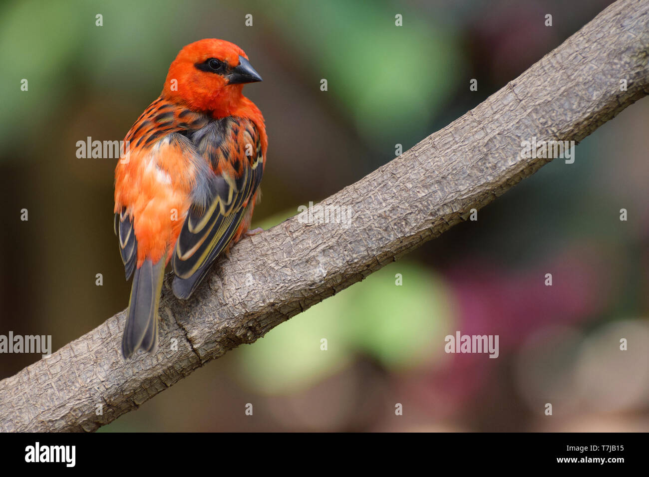 Indian finches -Fotos und -Bildmaterial in hoher Auflösung – Alamy