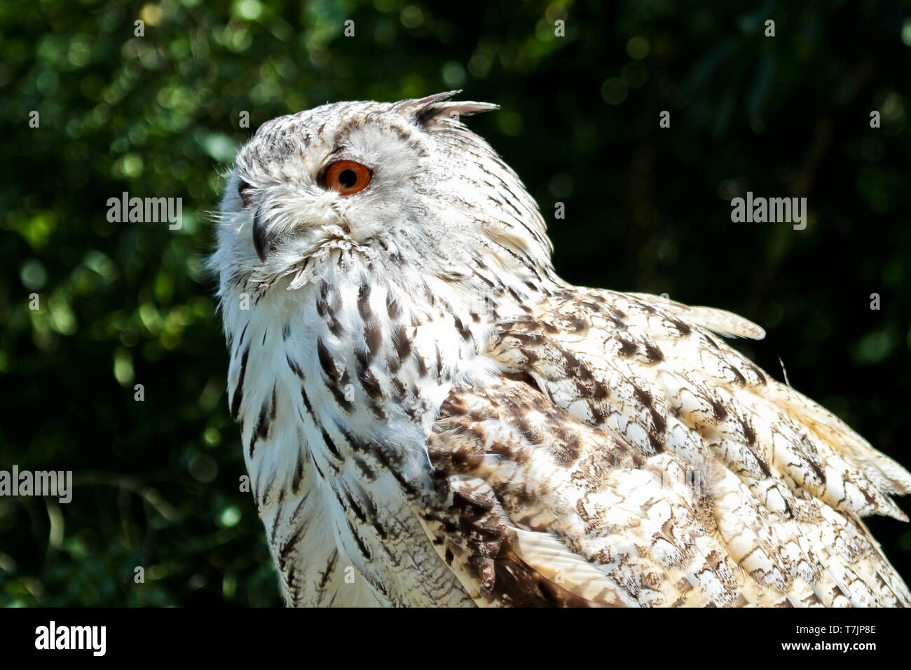 Die sibirische Uhu, Bubo bubo Sibiricus ist die größte Eule der Welt ...
