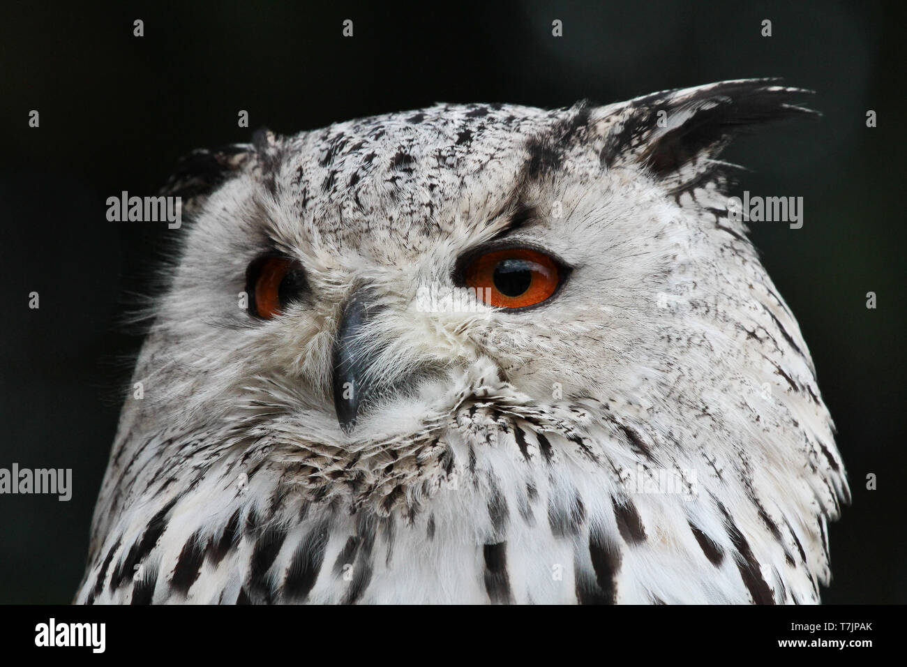 Die sibirische Uhu, Bubo bubo Sibiricus ist die größte Eule der Welt ...