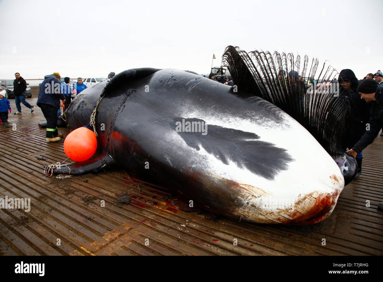 Bowhead Whale Stockfotos und -bilder Kaufen - Alamy
