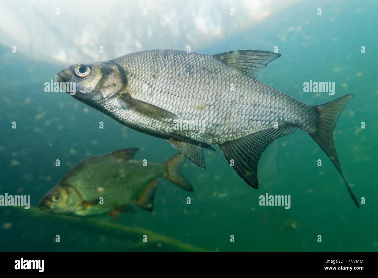 Carp bream -Fotos und -Bildmaterial in hoher Auflösung – Alamy
