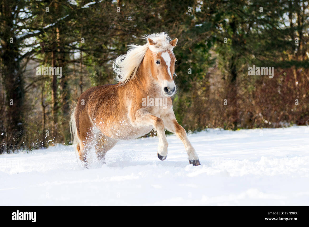 Haflinger horse in gallop -Fotos und -Bildmaterial in hoher Auflösung – Alamy