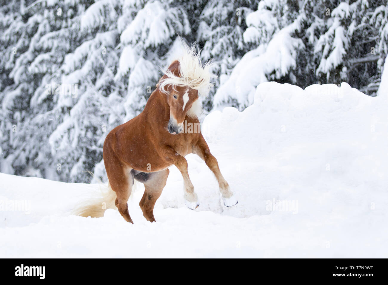 Haflinger horse rearing -Fotos und -Bildmaterial in hoher Auflösung – Alamy