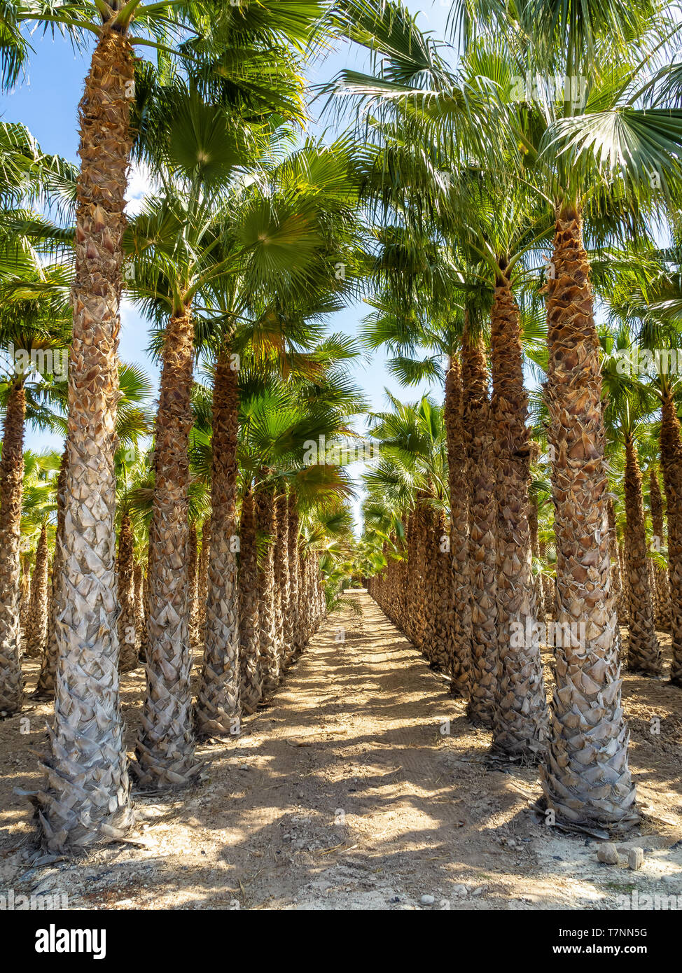 Spanien elche -Fotos und -Bildmaterial in hoher Auflösung – Alamy