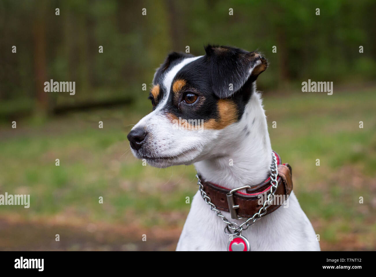 Parson russell terrier -Fotos und -Bildmaterial in hoher Auflösung – Alamy