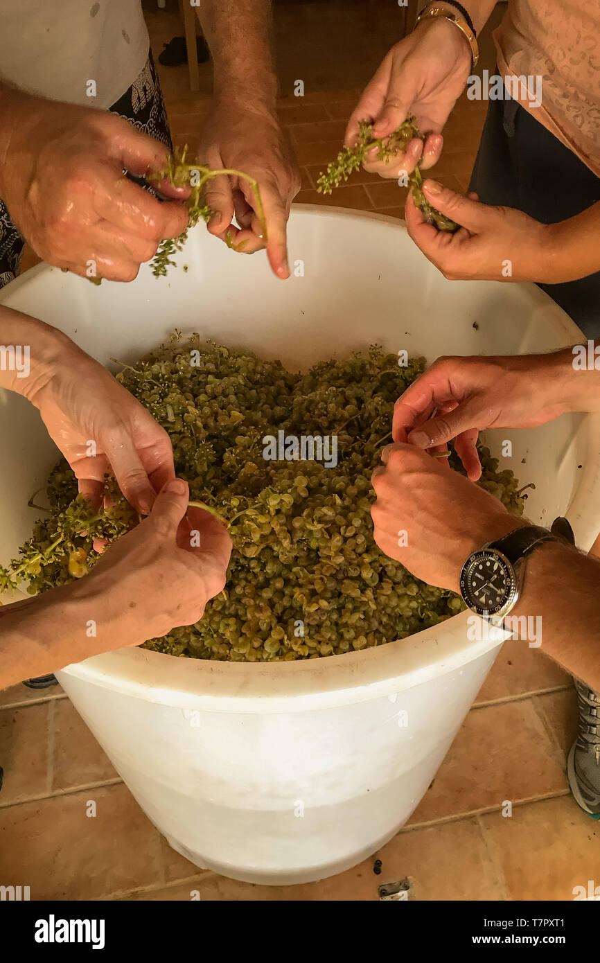 Trauben vor dem pressen zerkleinern -Fotos und -Bildmaterial in hoher ...